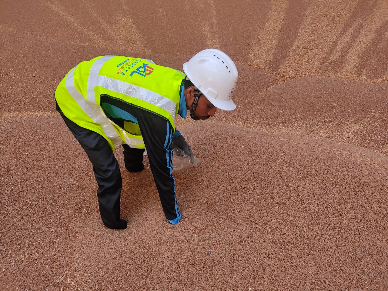 Sampling of Bulk Master Seeds from vessel – Inspecta Bangladesh Limited